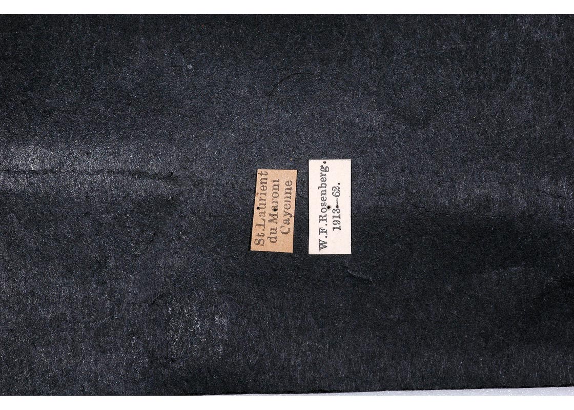 Artines fosca (type specimens)